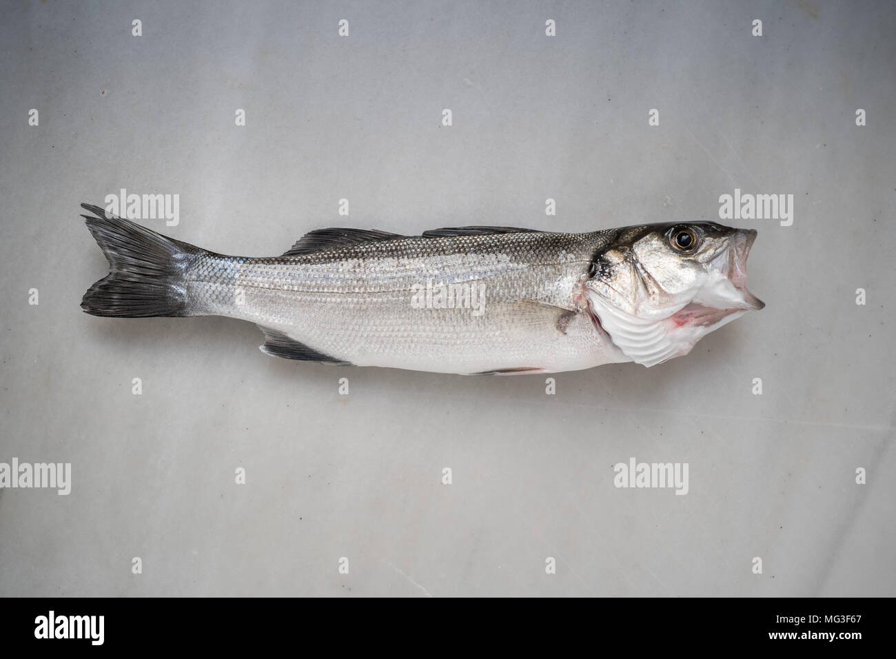 European bass isolated hi-res stock photography and images - Alamy
