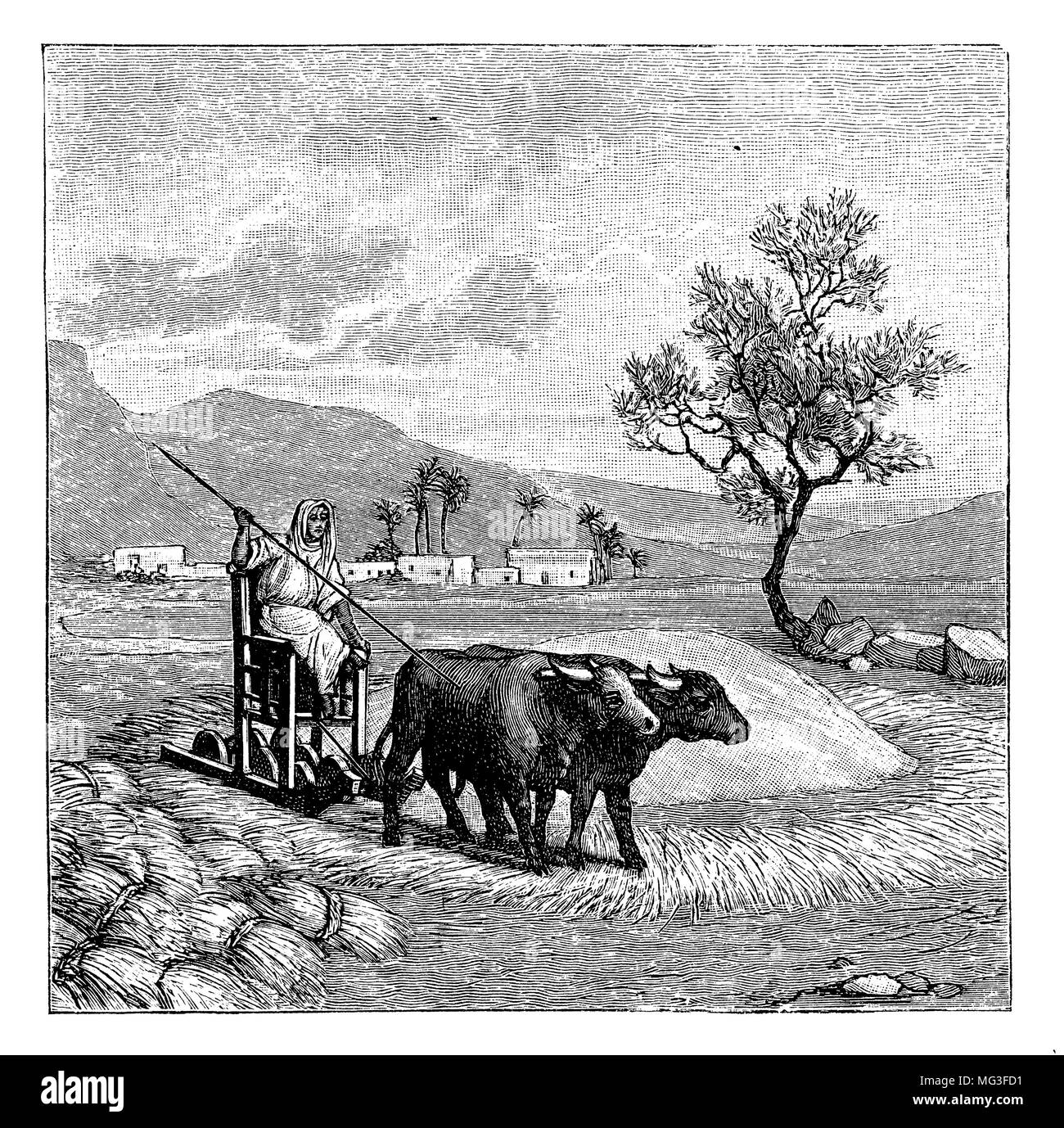 Threshing sled Black and White Stock Photos & Images - Alamy