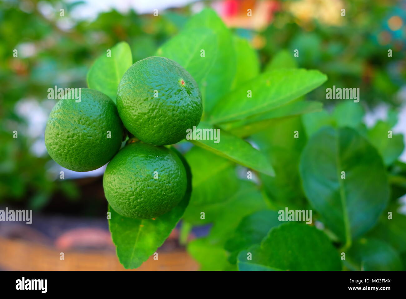 Lime Fruit Tree in Garden Stock Photo - Alamy