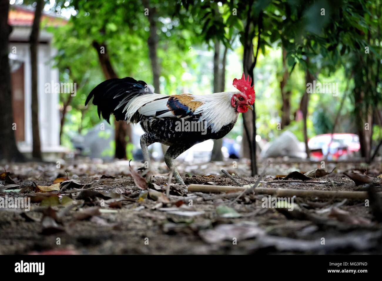 Chicken Digging for Food in the Park Stock Photo - Alamy