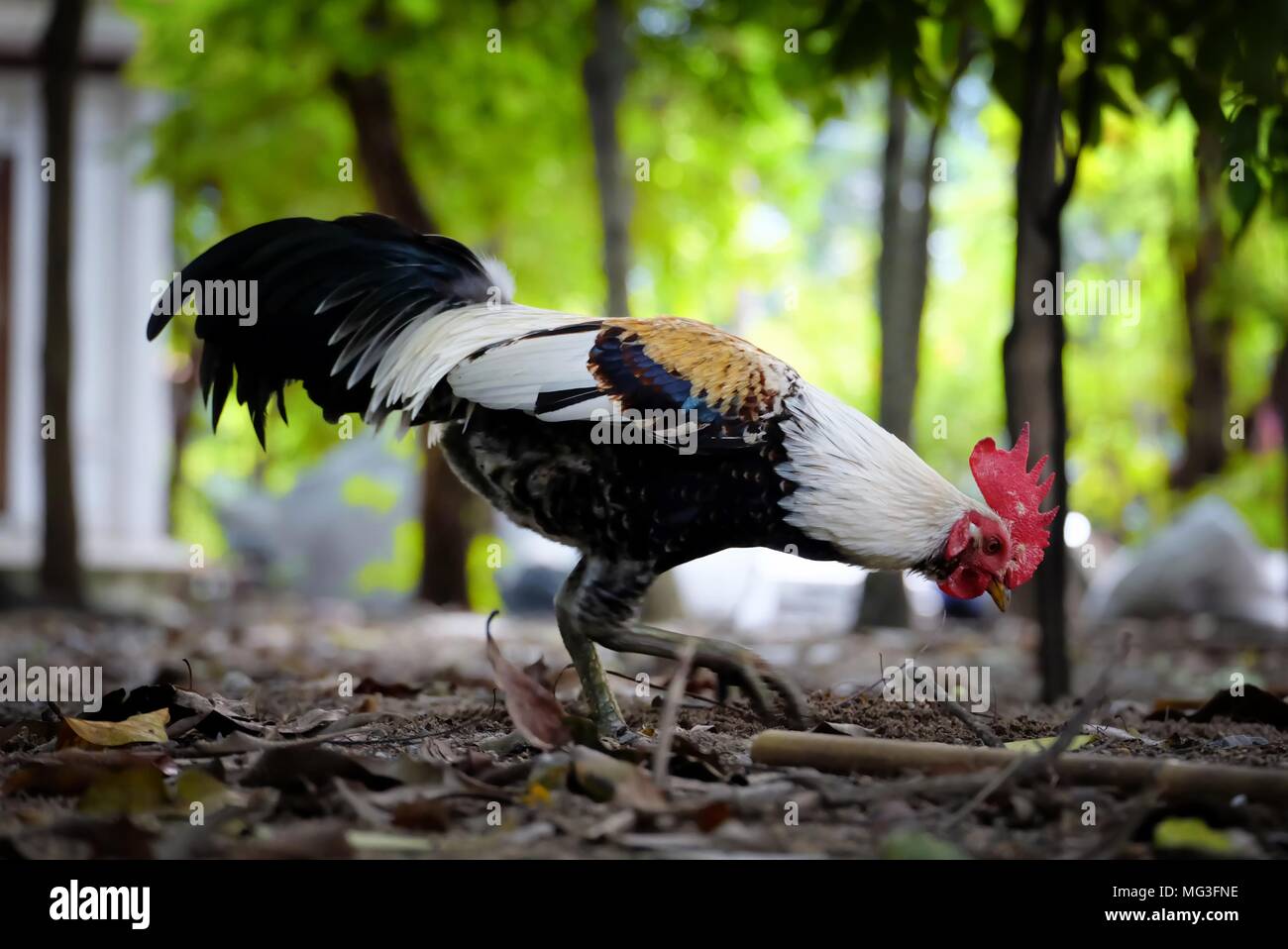 Scratching ground for food hi-res stock photography and images - Alamy