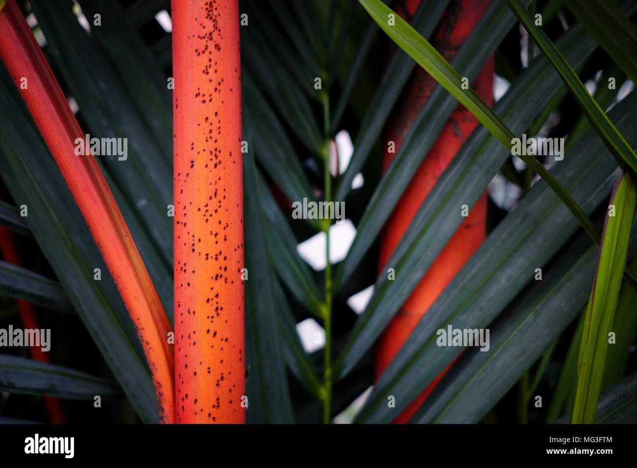Plam leaves hi-res stock photography and images - Alamy