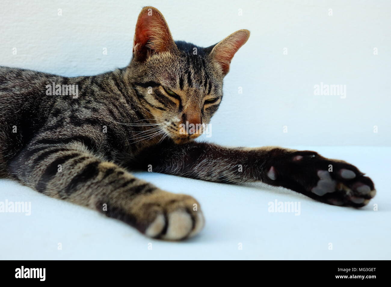 Sleepy Cat Lying on White Background Stock Photo - Alamy