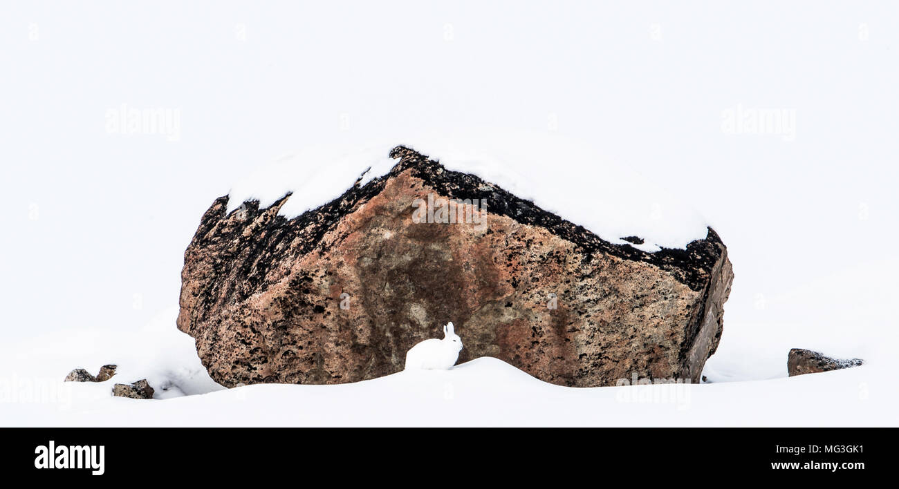 Arctic Hare in silhouette against a rock, Baffin Island, Nunavut ...
