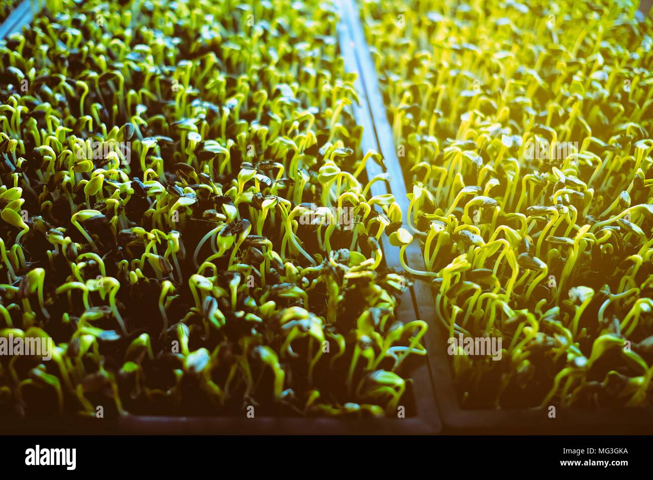 Sunflower Sprout with Ling Leak Stock Photo - Alamy