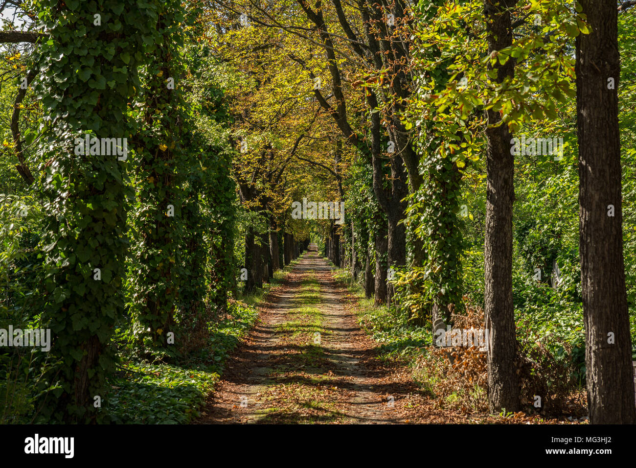 Road in cemetery Stock Photo - Alamy