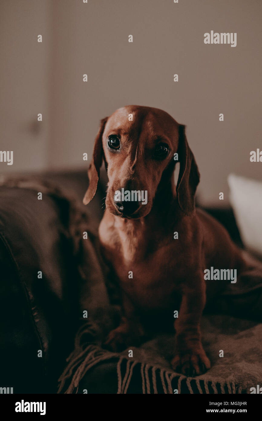 Adult Dachshund Stock Photos & Adult Dachshund Stock Images - Alamy