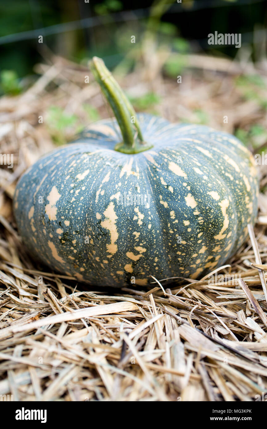 Organic Pumpkin growing in garden Stock Photo - Alamy
