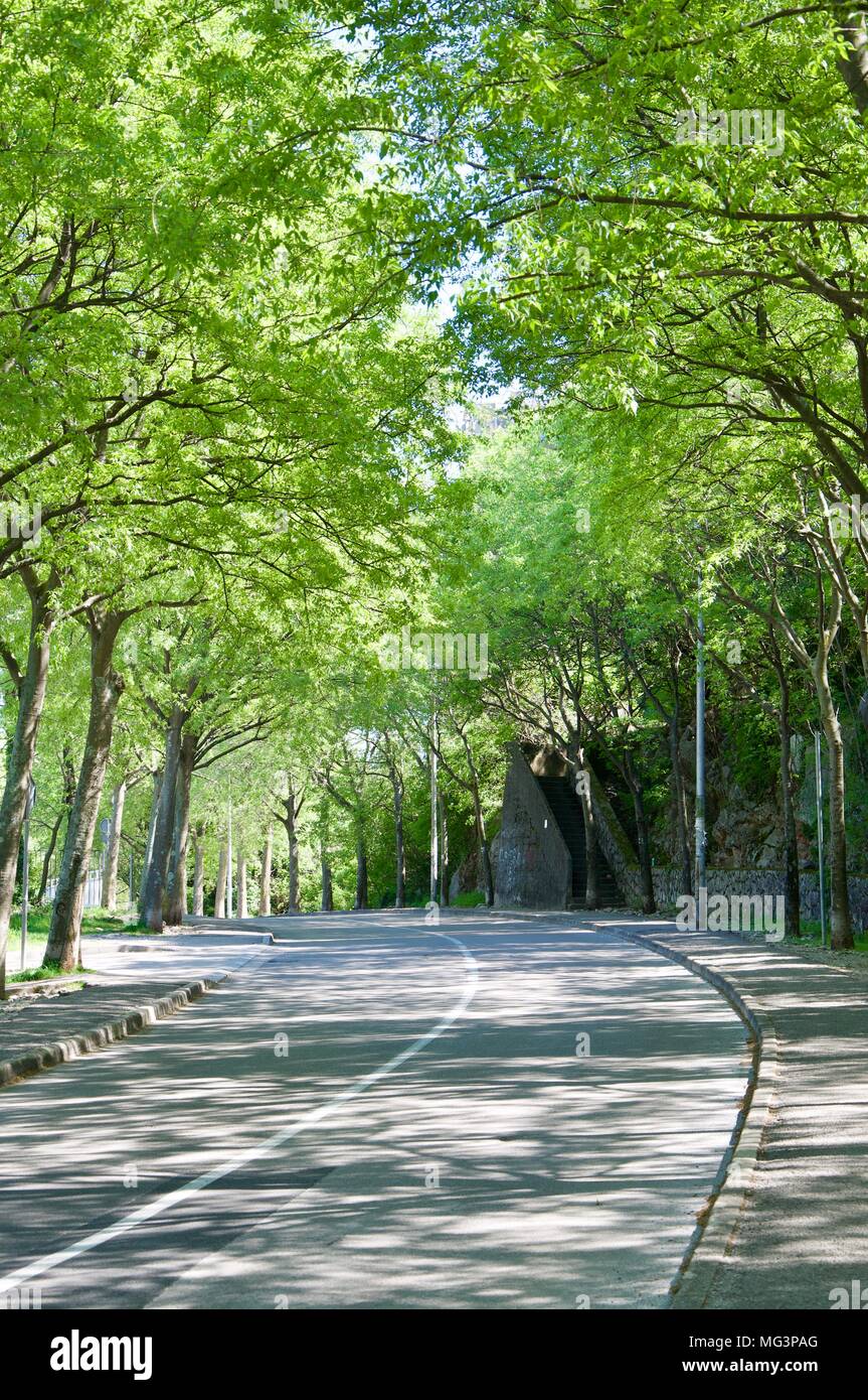 Road with green trees either side and sun coming through making ...