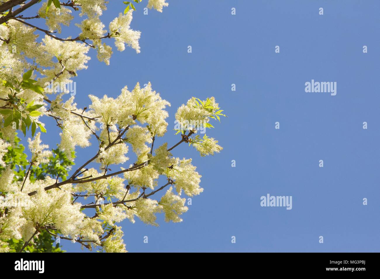 Book sky flower hi-res stock photography and images - Alamy