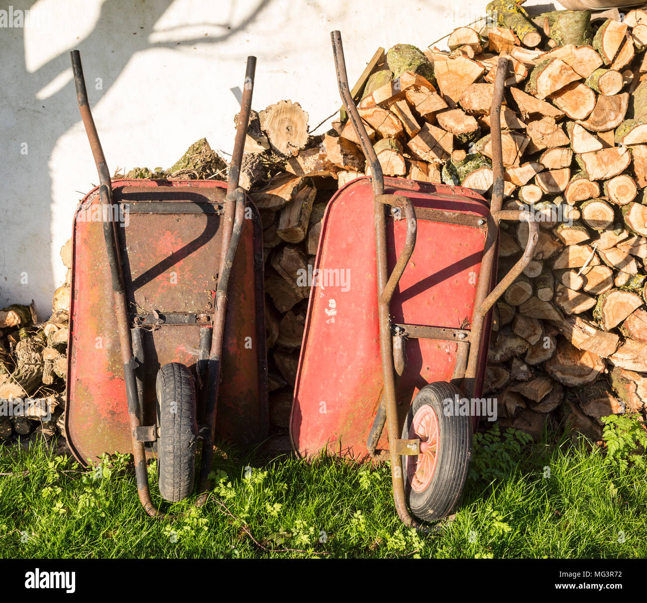 Two old red metal wheelbarrows leaning against pile wood logs in garden ...