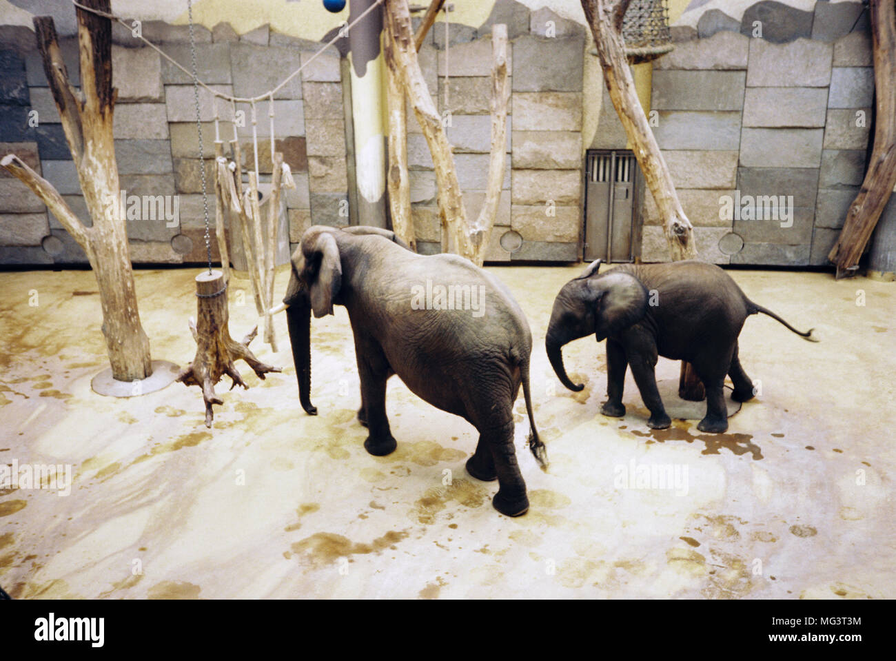 Vienna zoo elephants hi-res stock photography and images - Alamy