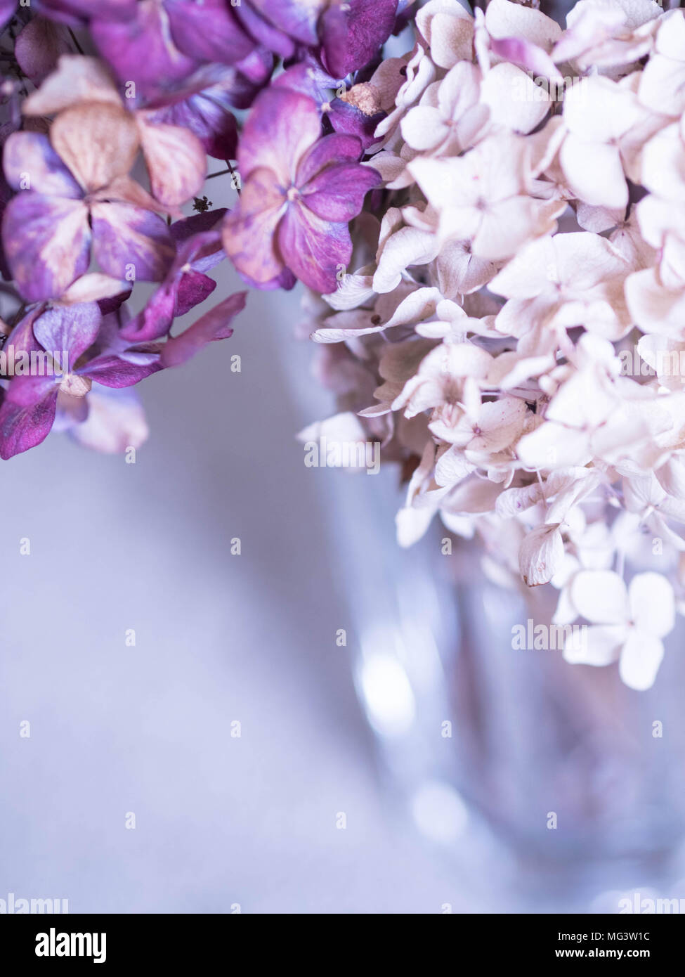Purple flowers in vase hi-res stock photography and images - Alamy