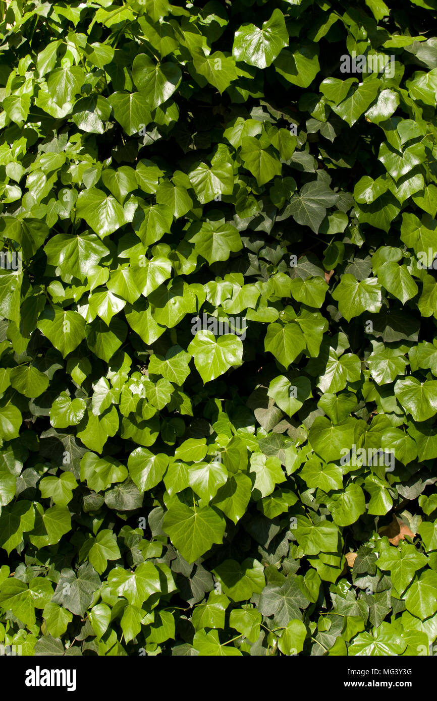 vertical textured wall of green leaves Stock Photo - Alamy