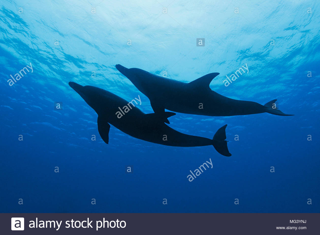 Indo Pacific Bottlenose Dolphins Stock Photos & Indo Pacific Bottlenose ...