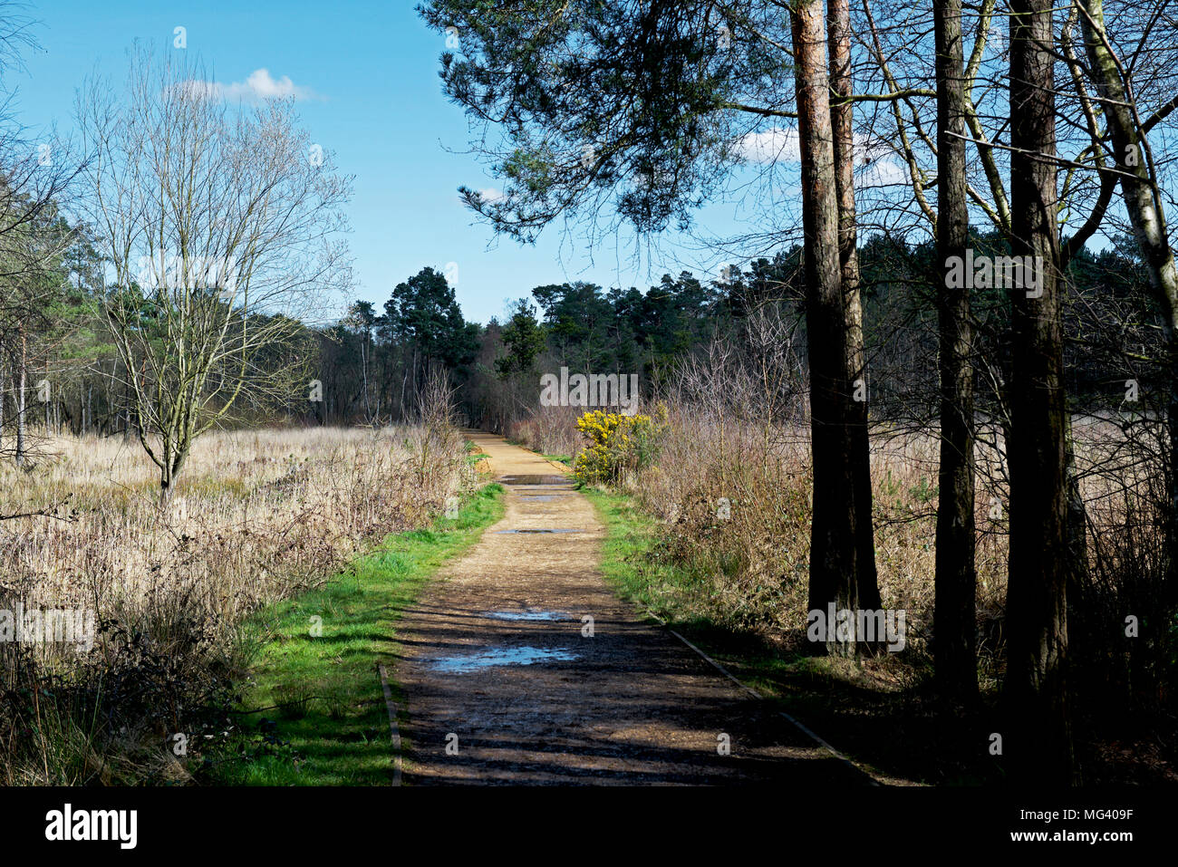 Elvetham heath nature reserve hi-res stock photography and images - Alamy