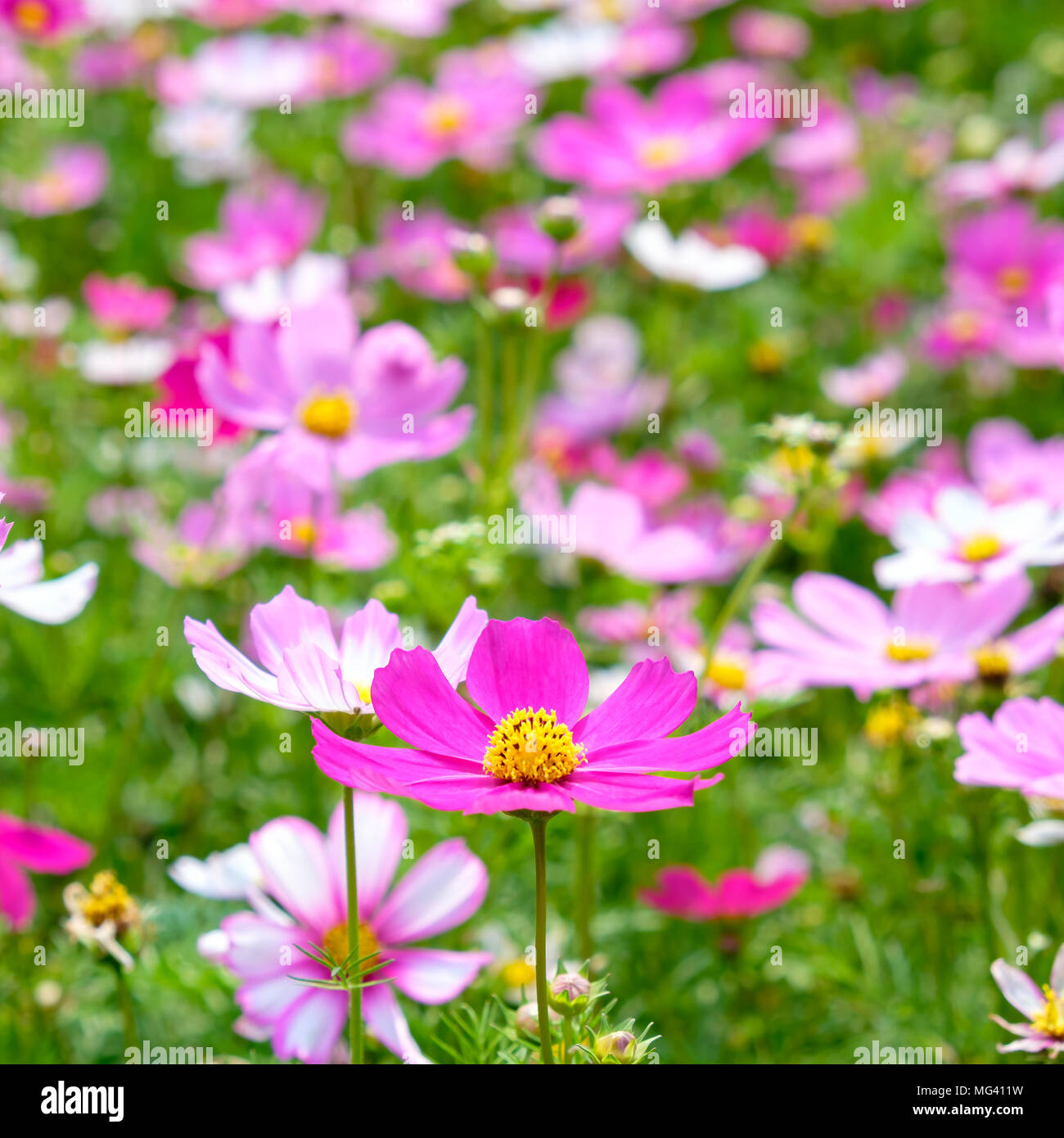 Beautiful Cosmos flowers noon day sun Stock Photo - Alamy