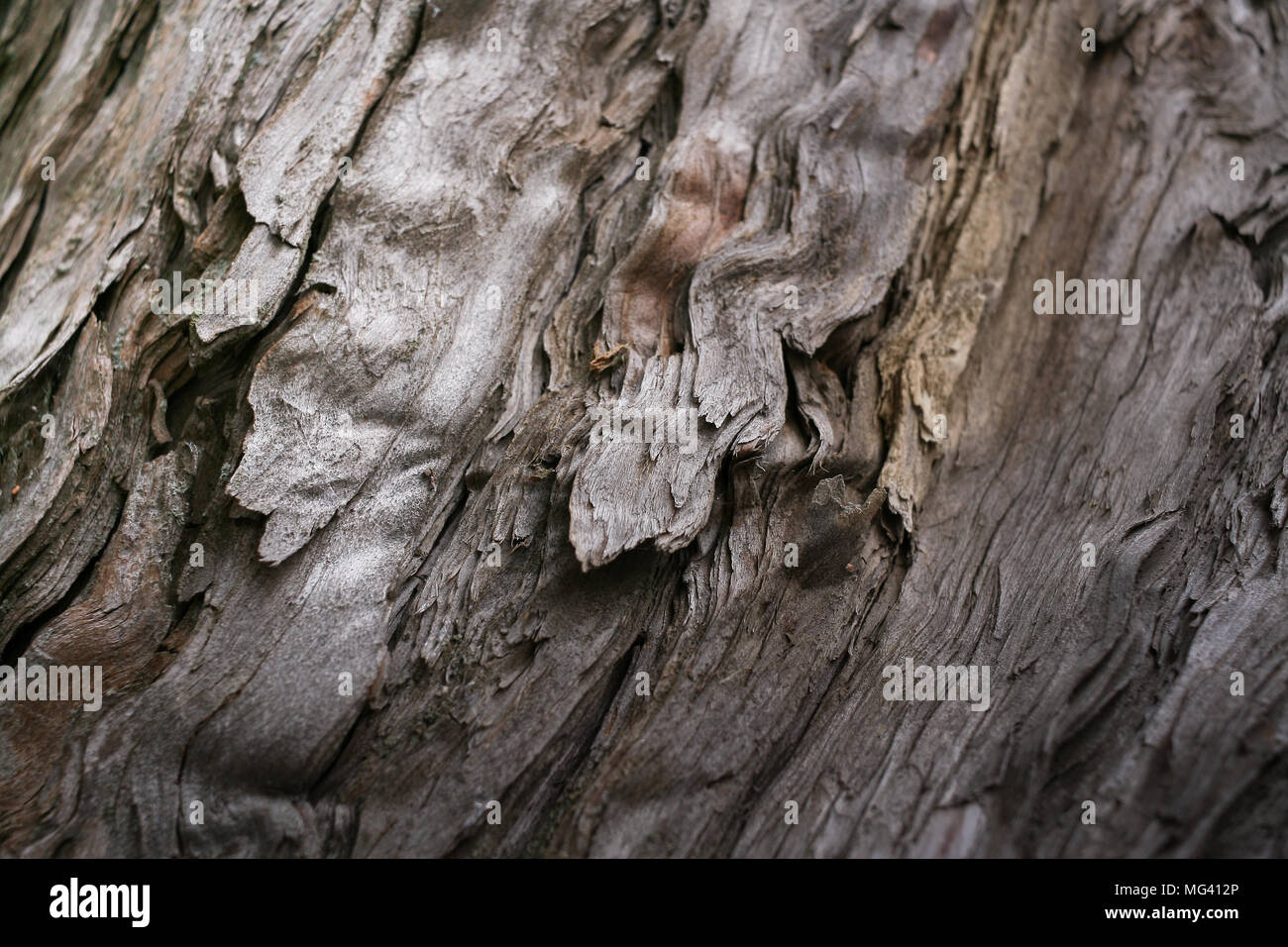 Close-up structure of fibers of old falling apart rotten wood Stock ...