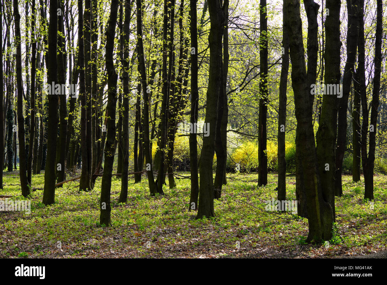 Wood landscape with an early spring green foliage in a city park in ...