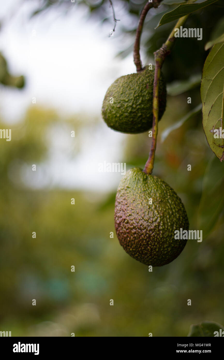 Hanging avocado hi-res stock photography and images - Alamy