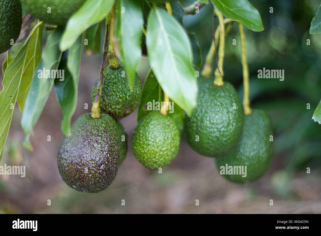 Hanging avocado hi-res stock photography and images - Alamy