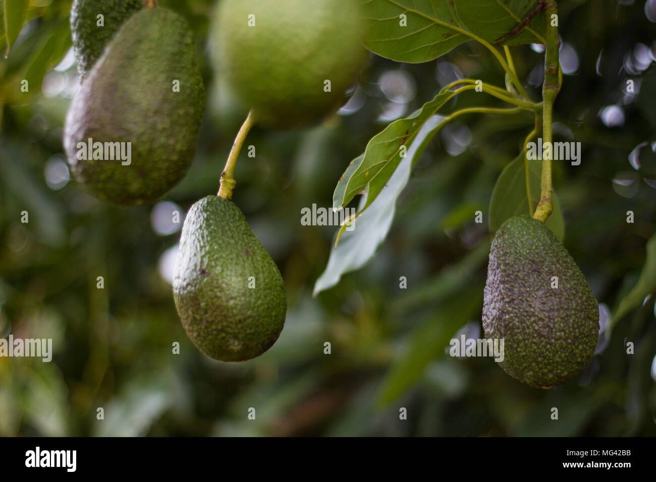 Hanging avocado hi-res stock photography and images - Alamy