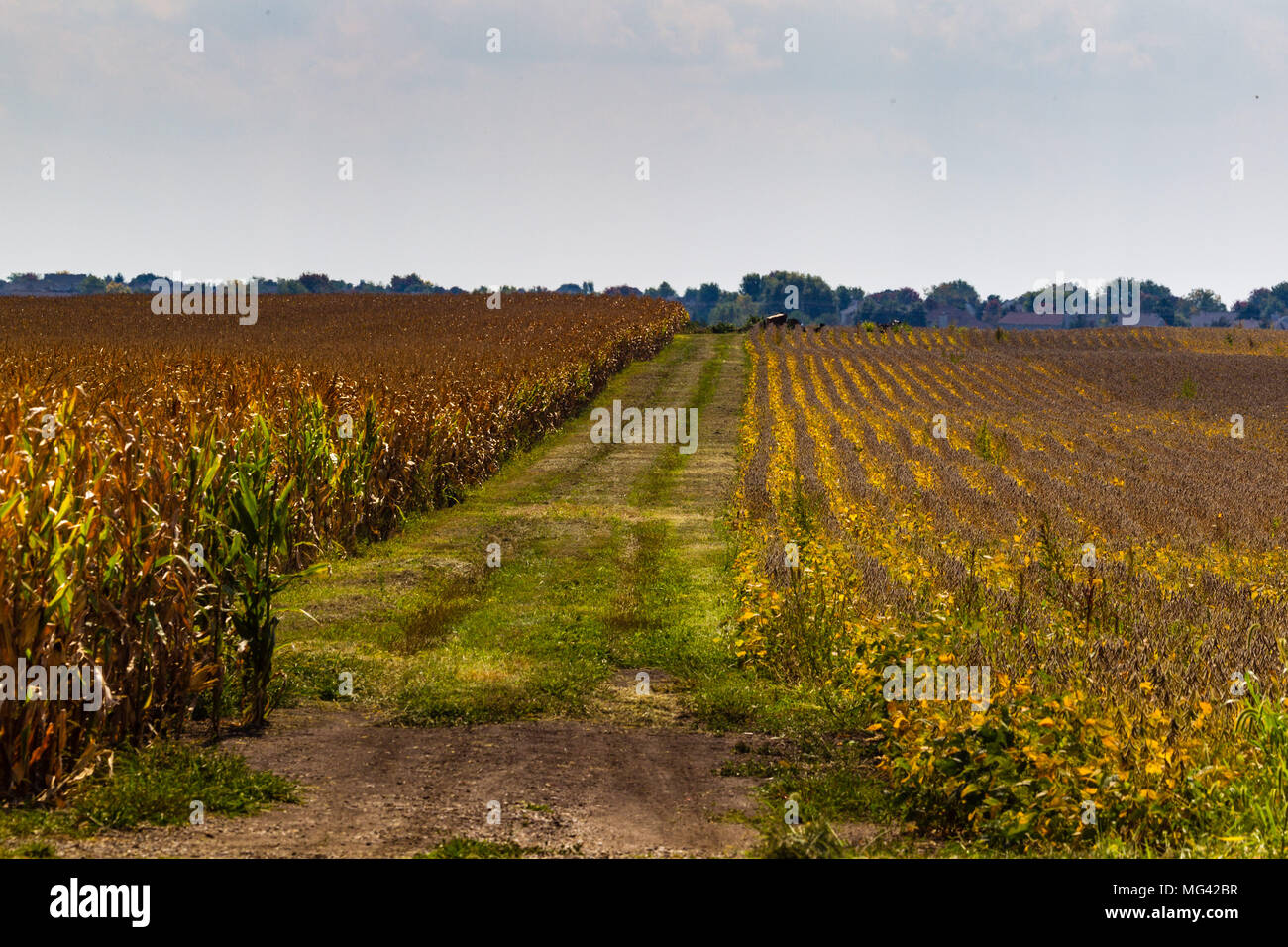 Corn soybeans hi-res stock photography and images - Alamy