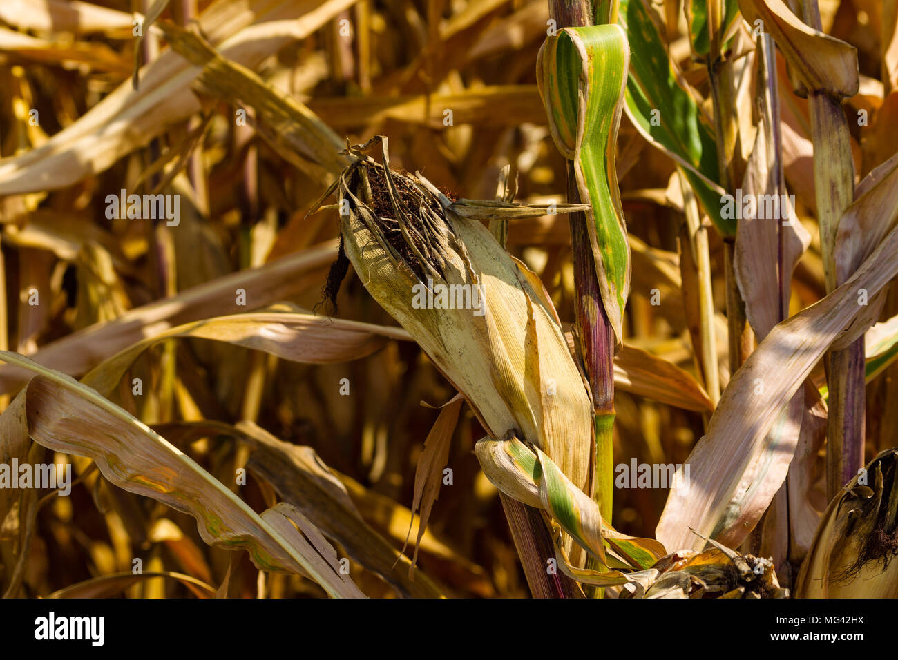 Ear of corn sun hi-res stock photography and images - Alamy