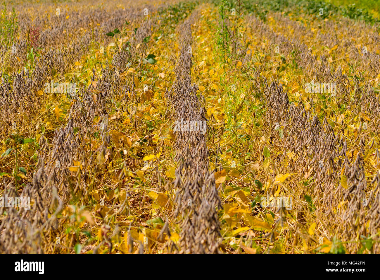 Rows of soybeans hi-res stock photography and images - Alamy