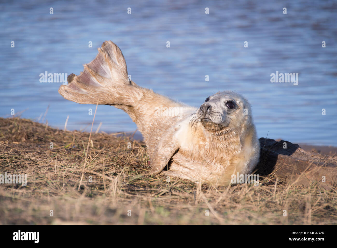 Seal fin on head hi-res stock photography and images - Alamy
