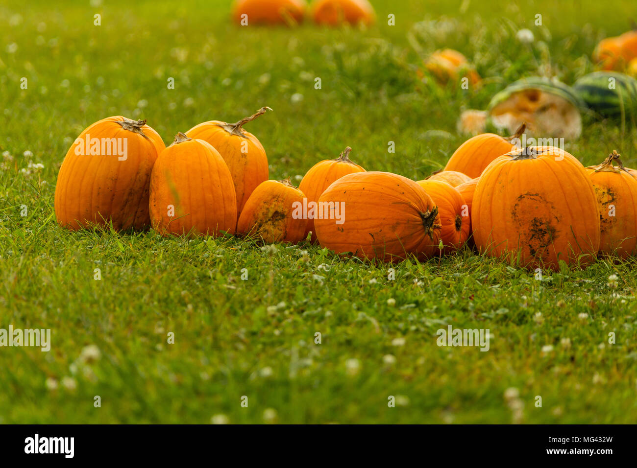 Groups and pumpkins hi-res stock photography and images - Alamy