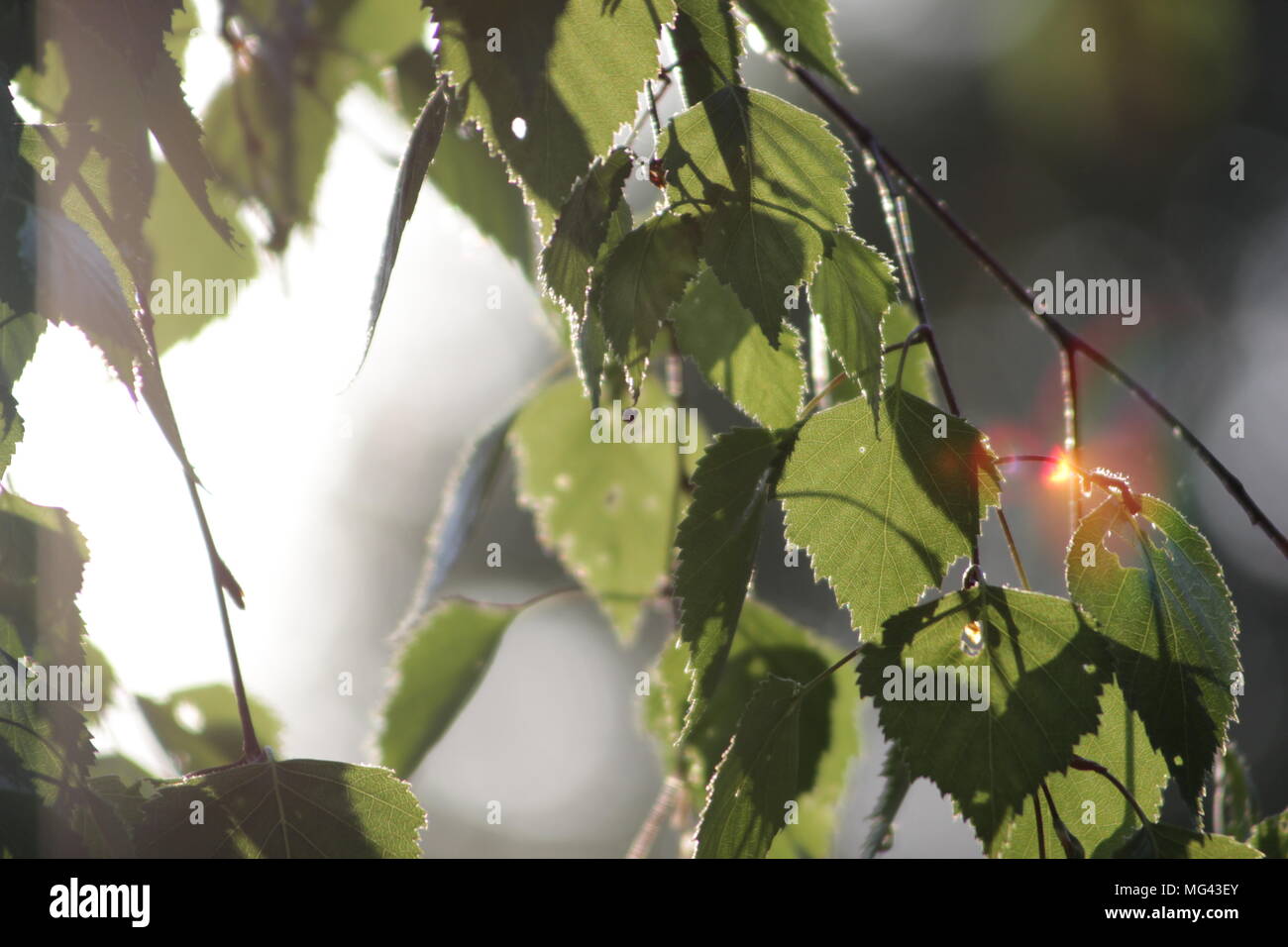 The leaves of dawn hi-res stock photography and images - Alamy