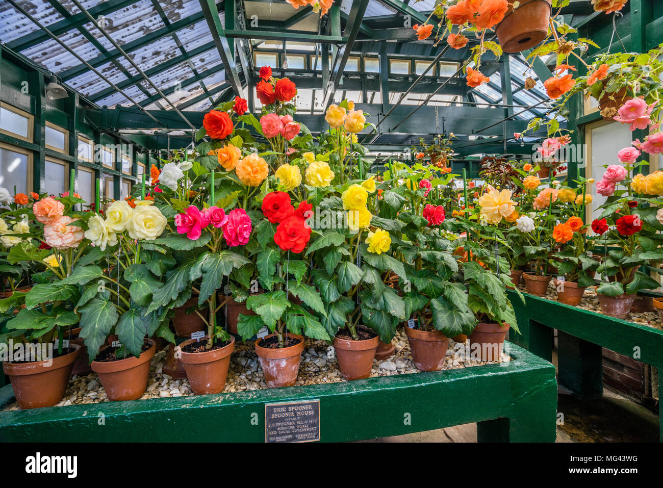 a rich variety of coulours at the Eric Spooner Begonia House of Machattie Park Bathurst, a ...
