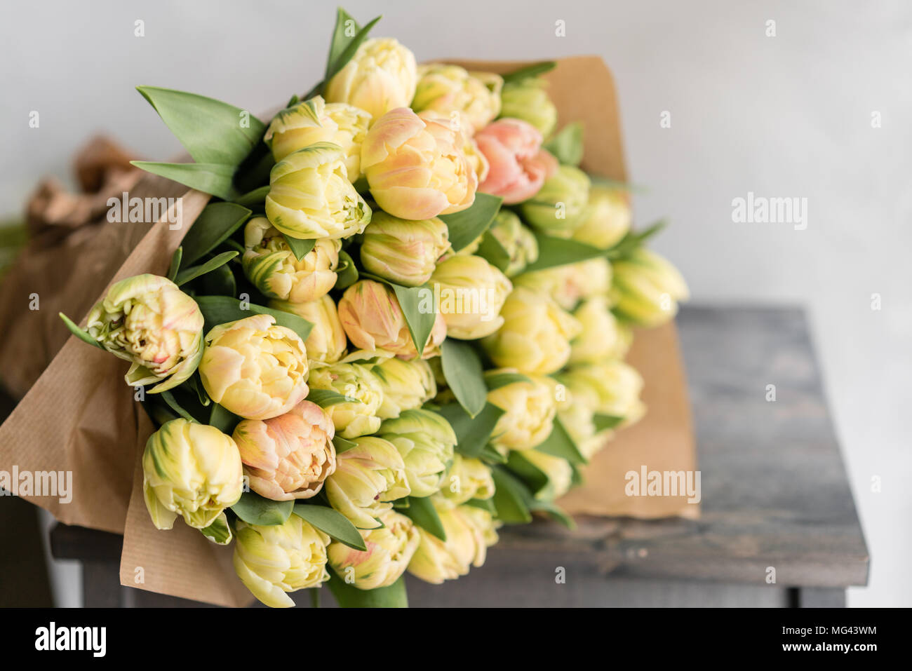 Tulips of pastel yellow color. Big buds. Floral natural backdrop ...