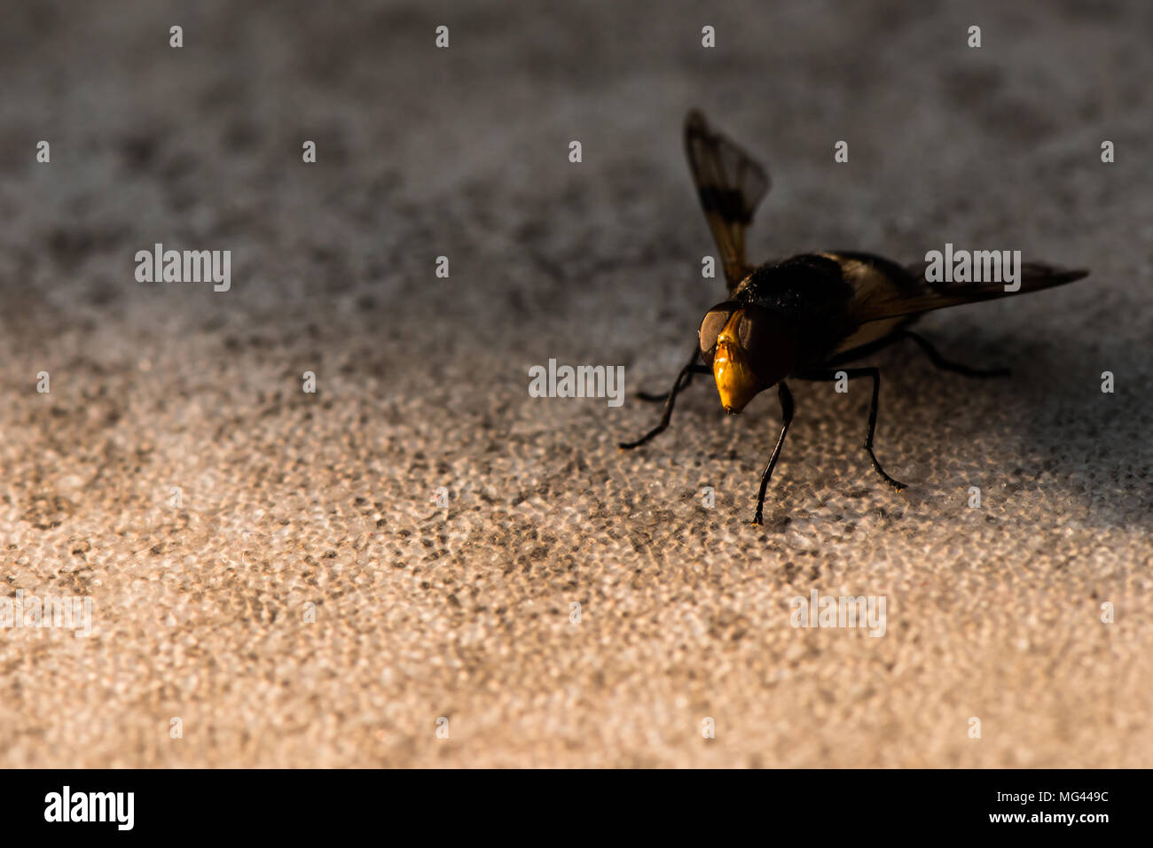 Insect sunset hi-res stock photography and images - Alamy