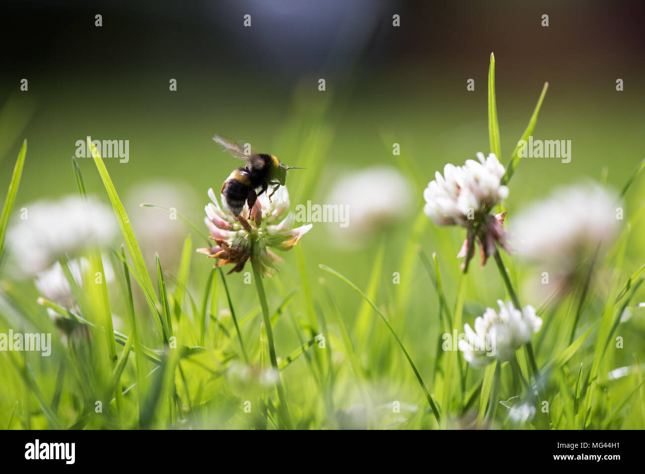 Bee in the garden hi-res stock photography and images - Alamy