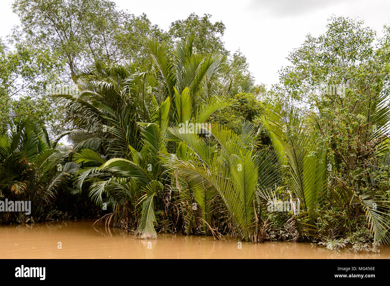 Beautiful nature of Mekong Delta in Vietnam Stock Photo - Alamy