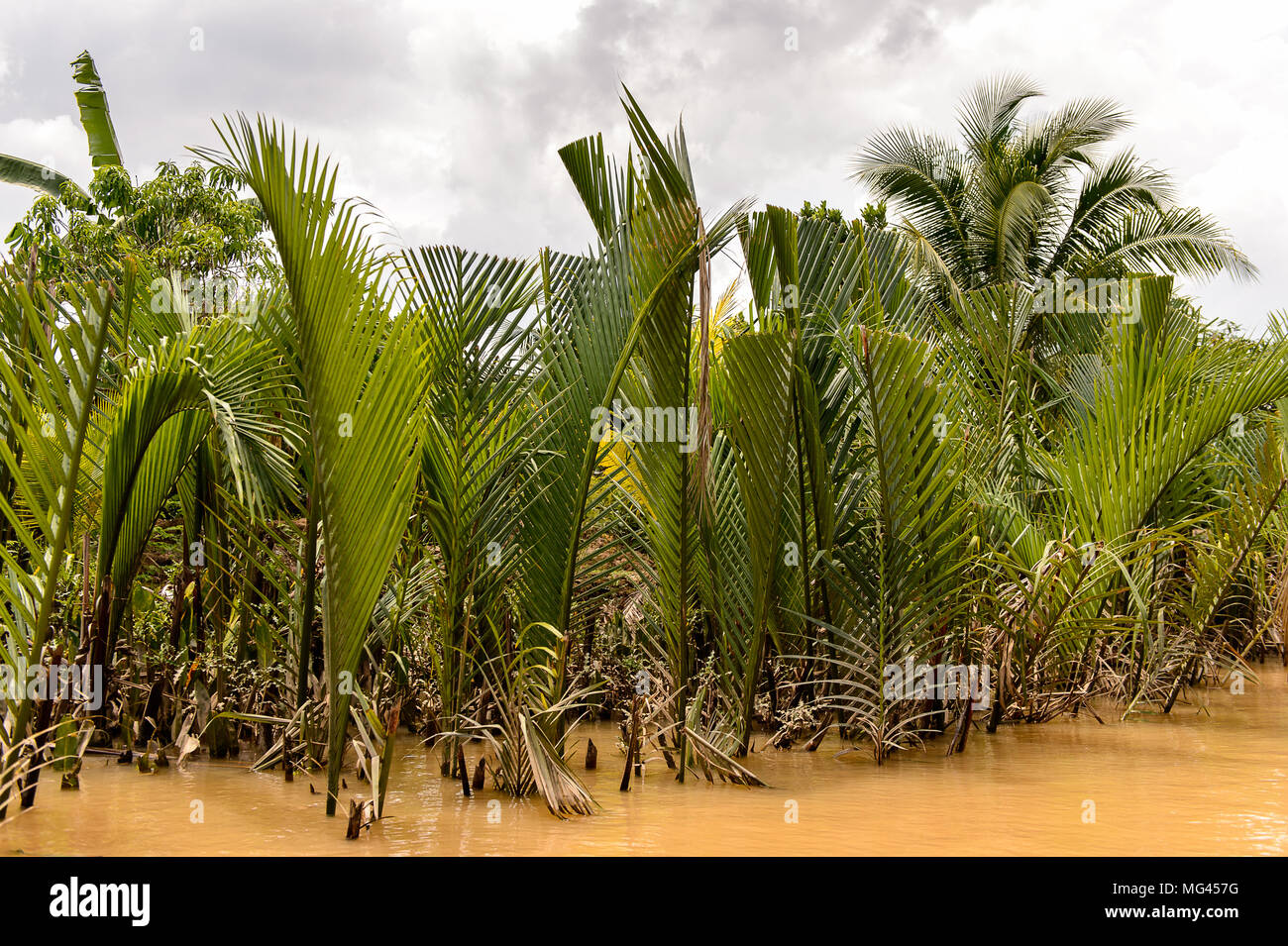 Beautiful nature of Mekong Delta in Vietnam Stock Photo - Alamy