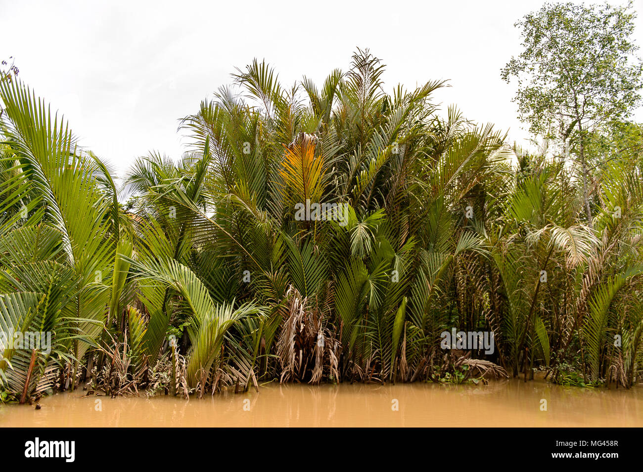 Beautiful nature of Mekong Delta in Vietnam Stock Photo - Alamy
