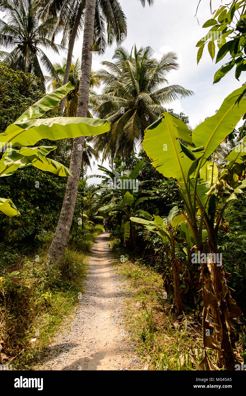 Beautiful nature of Mekong Delta in Vietnam Stock Photo - Alamy