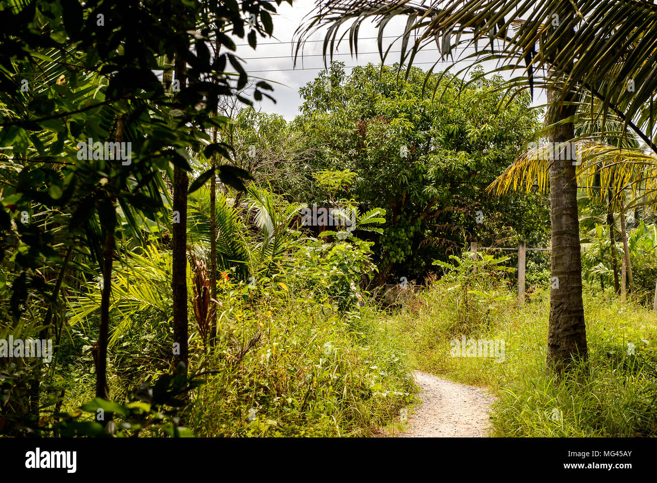 Beautiful nature of Mekong Delta in Vietnam Stock Photo - Alamy