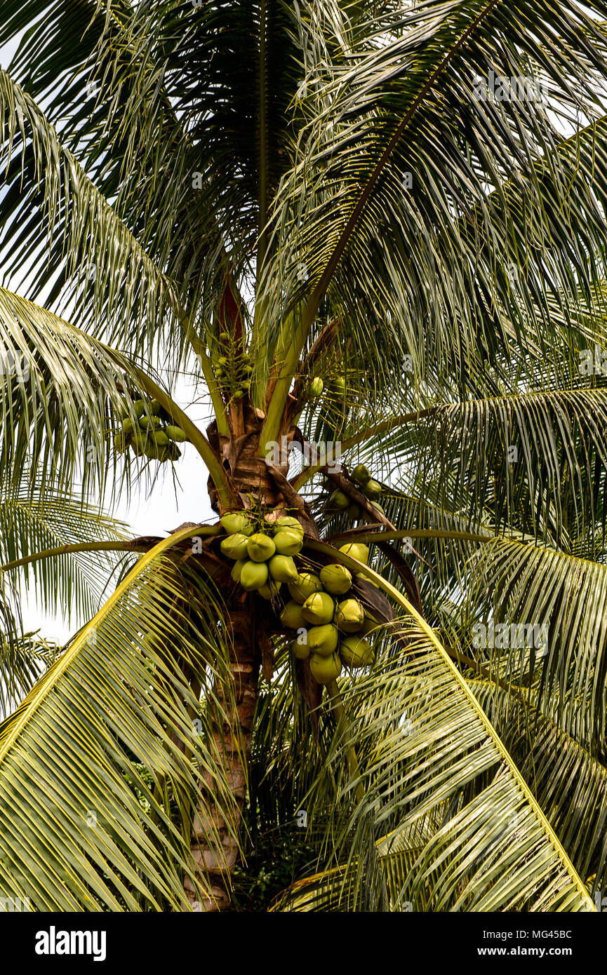 Beautiful nature of Mekong Delta in Vietnam Stock Photo - Alamy