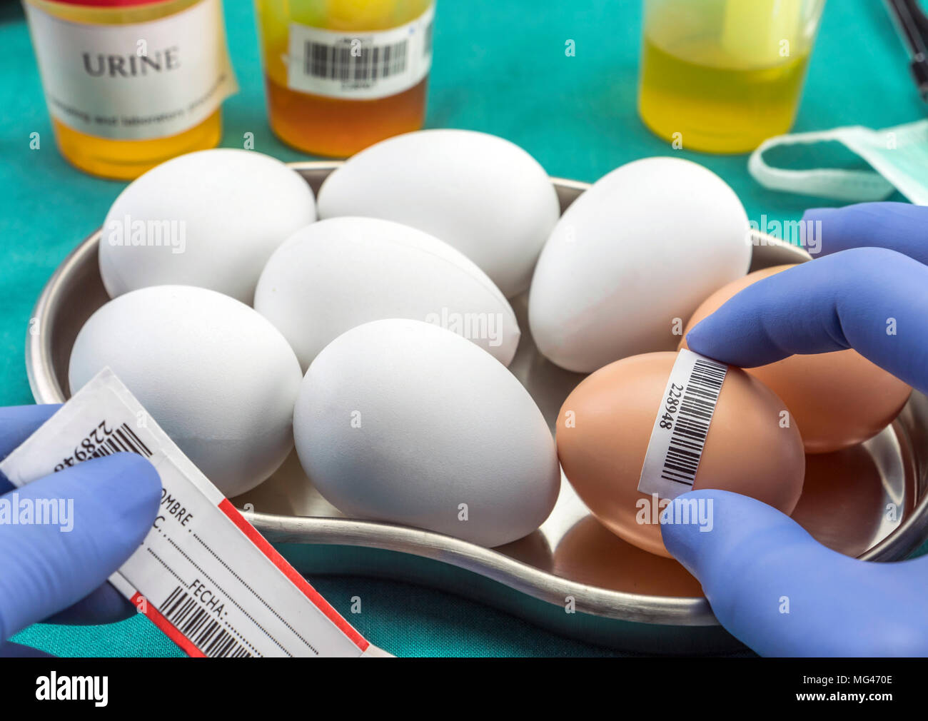 Scientific brand with label eggs in poor condition to examine in the ...