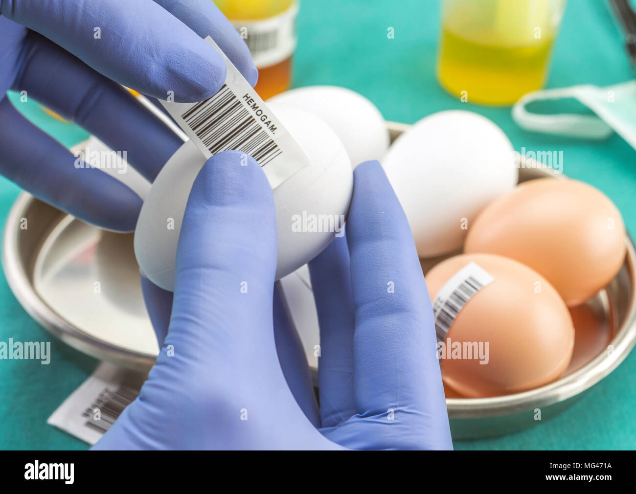 Scientific brand with label eggs in poor condition to examine in the ...