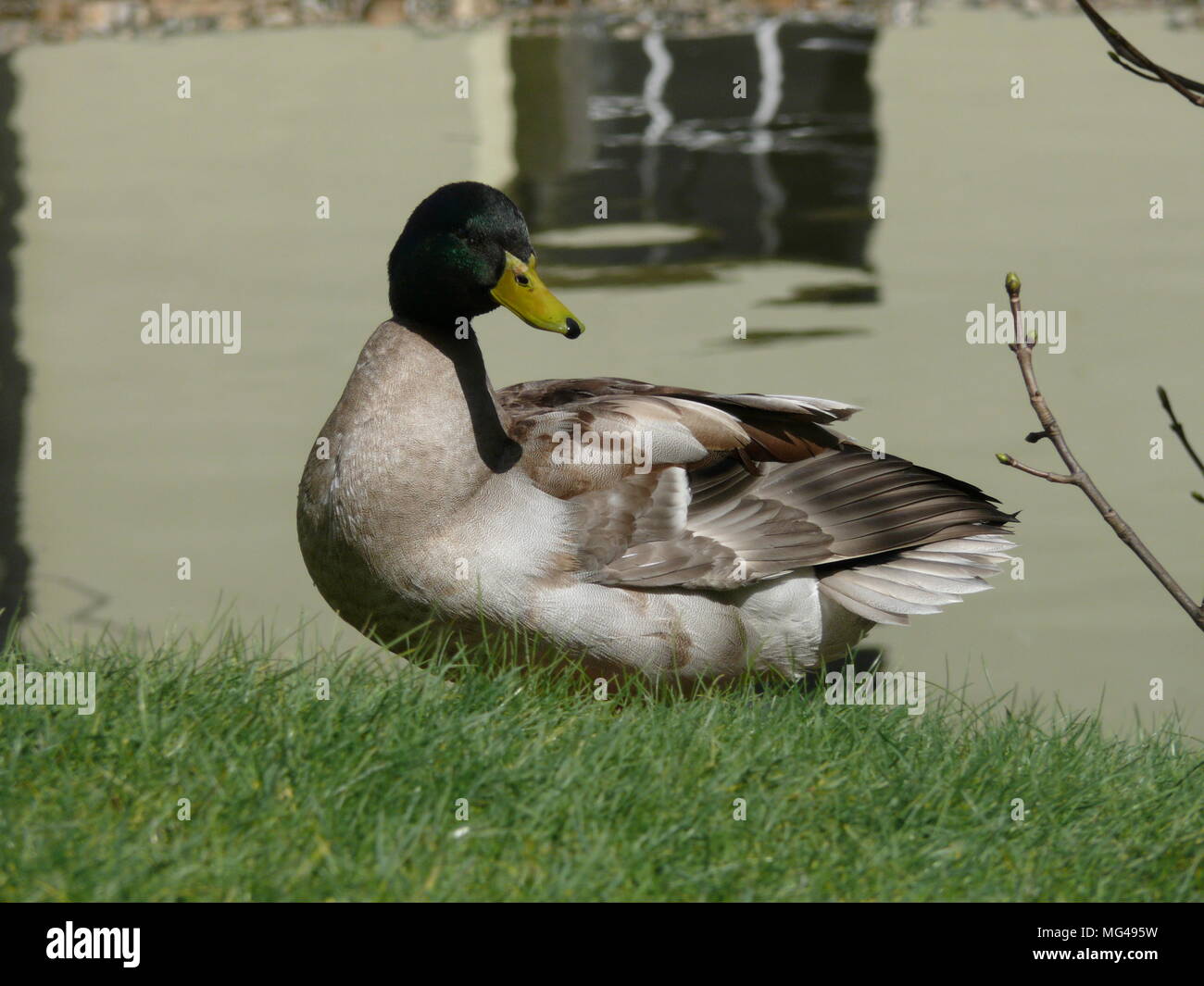 Duck by a pond, in Suffolk, England Stock Photo - Alamy