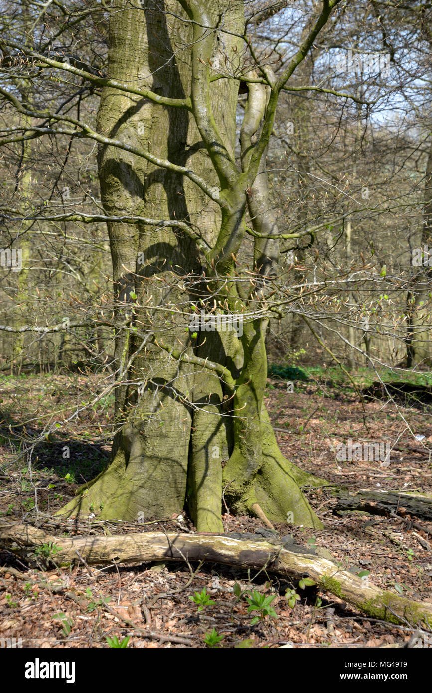 Branches entwined hi-res stock photography and images - Alamy