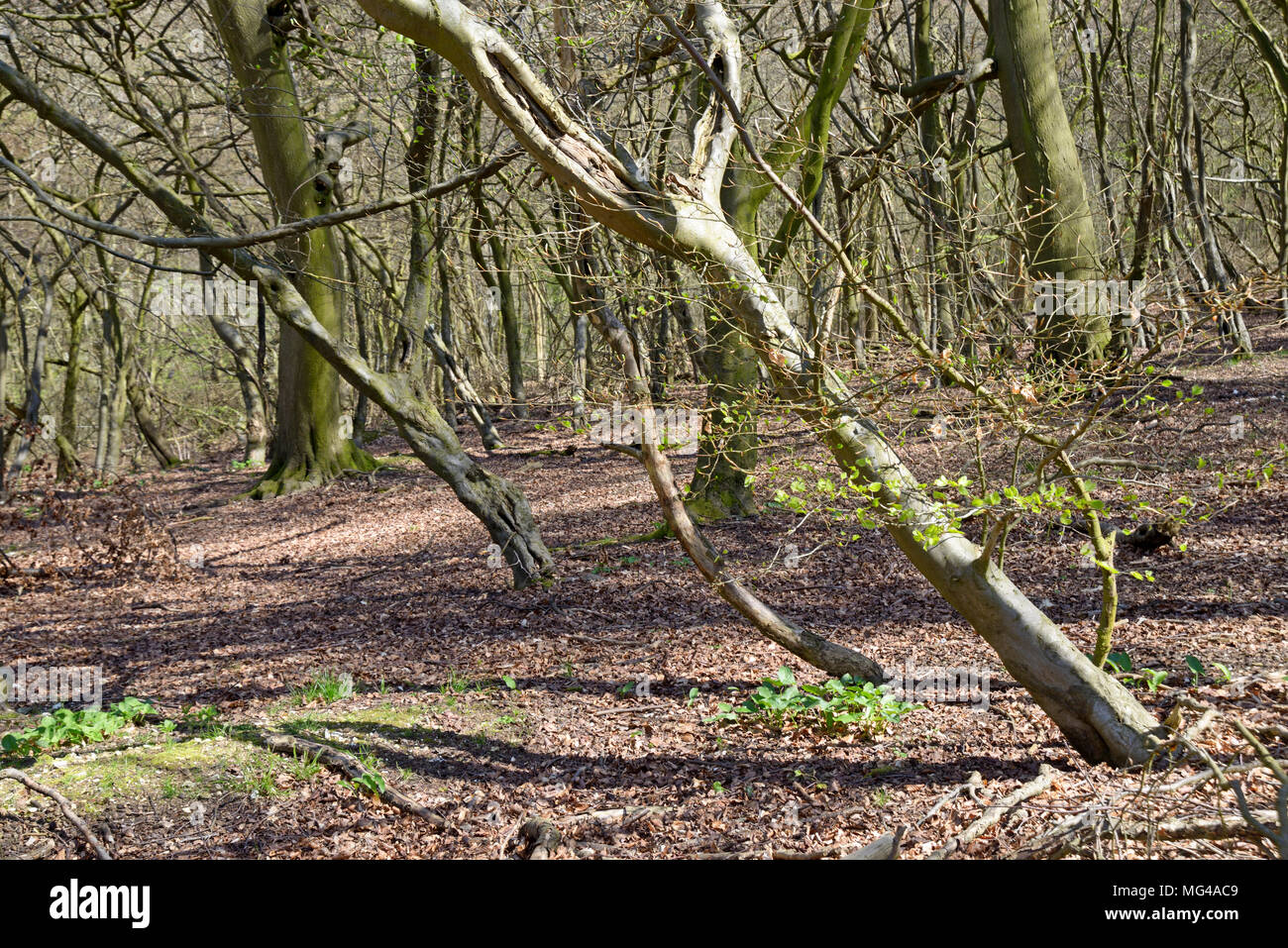 Leaning trees hi-res stock photography and images - Alamy