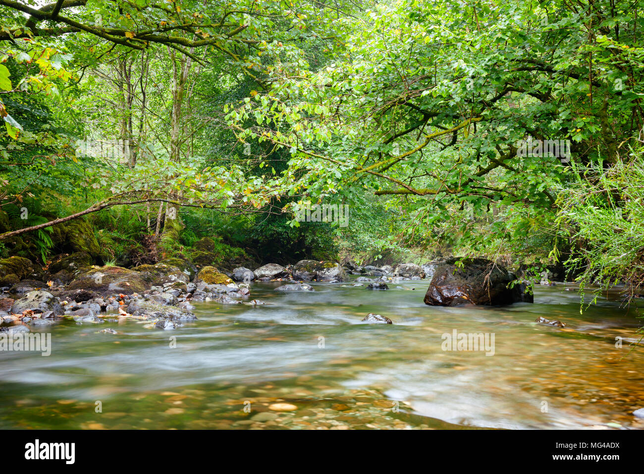 Overgrown Woodland Stock Photos & Overgrown Woodland Stock Images - Alamy