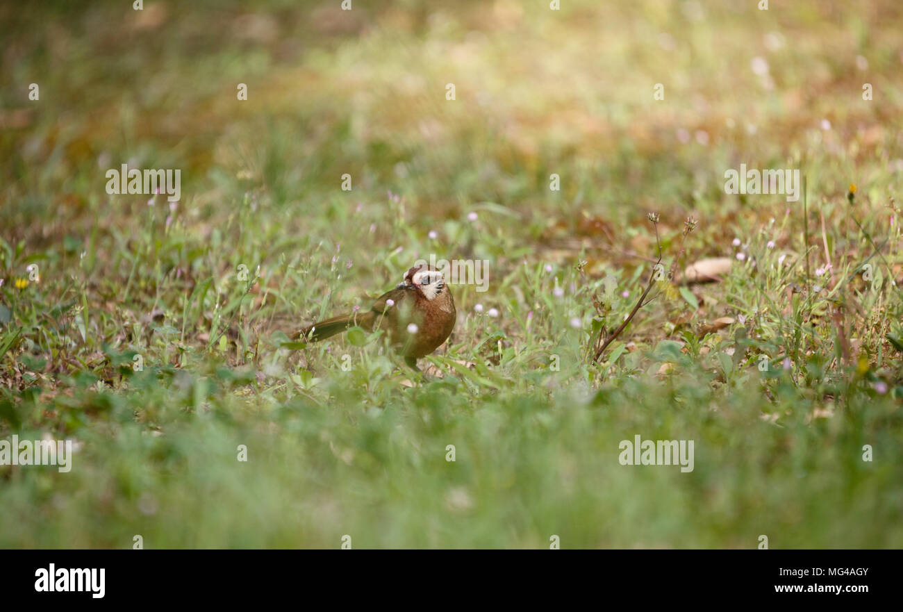 A brown bird was eating with a bug in its mouth Stock Photo - Alamy