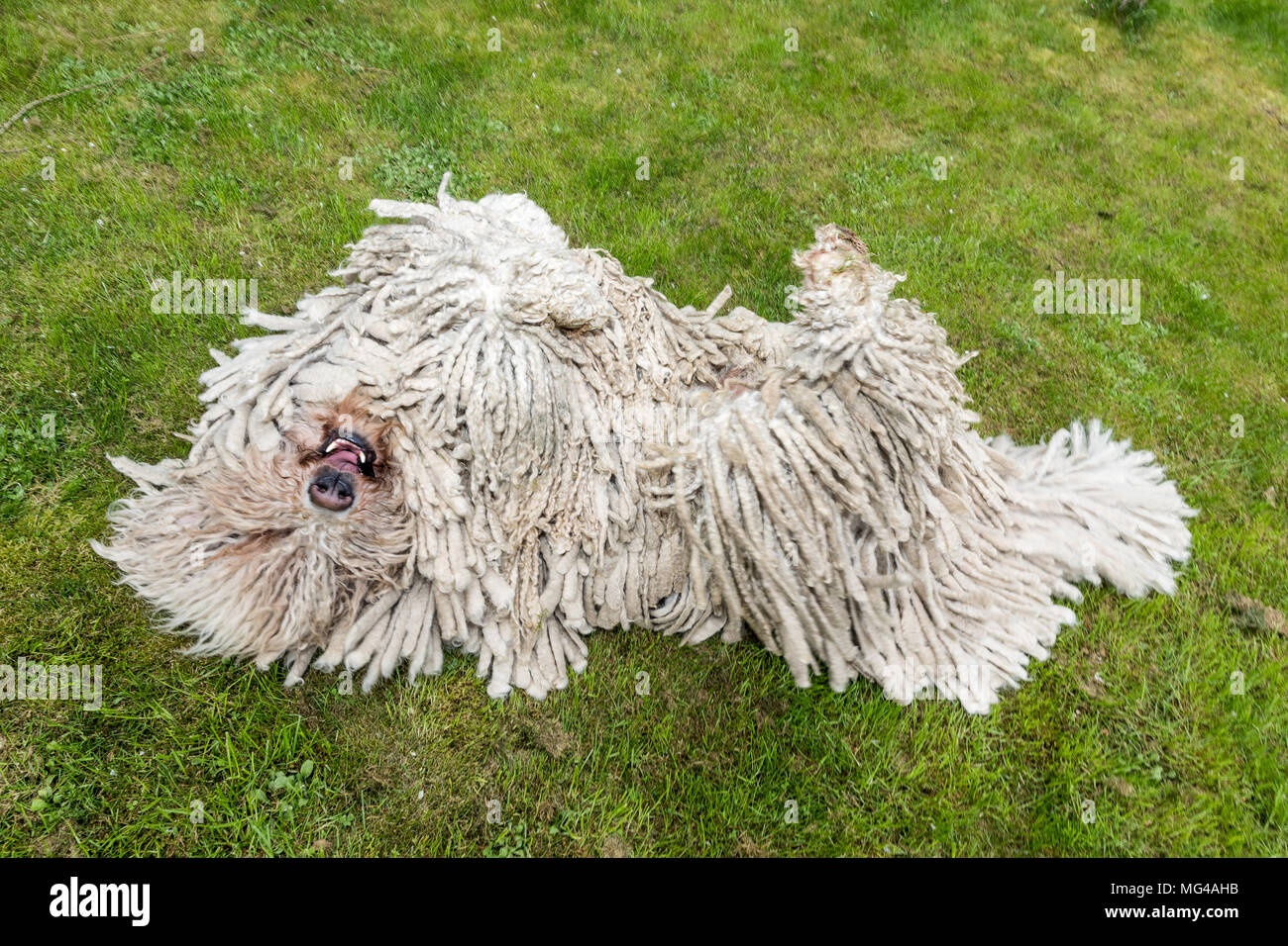 Big white furry dog comodor in the garden. Komodor dog. A dumb dog ...